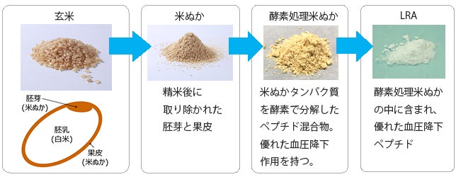 新規ペプチドLRAを含む酵素処理米ぬかに血圧降下作用 高血圧予備軍へのヒト臨床試験で有意に血圧低下 | Sunstar Group