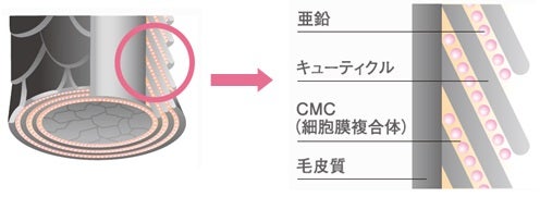 加齢とともに減少しがちな亜鉛を短時間で毛髪内に浸透させ、 美しく若々しい髪に導く新ヘアケア技術を開発 | Sunstar Group