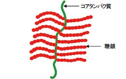 食品に応用できるユニークな新規プロテオグリカン複合体 弘前大学とサンスター株式会社が共同開発 | Sunstar Group